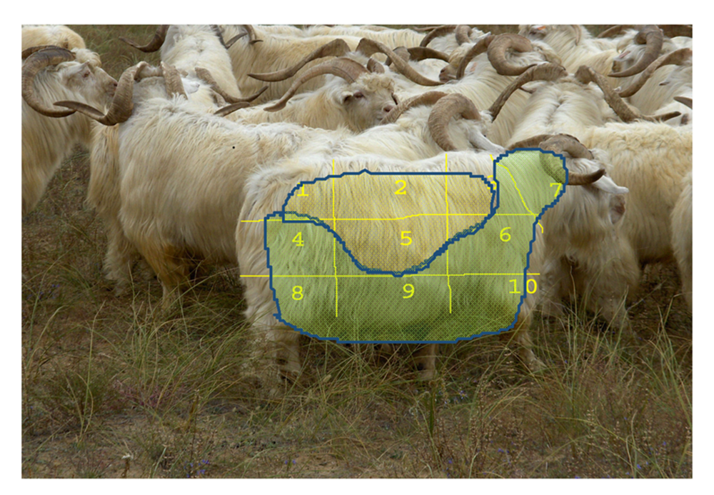 Section 14 – Alpaca and Goat Identification and Fibre - ICAR Wiki